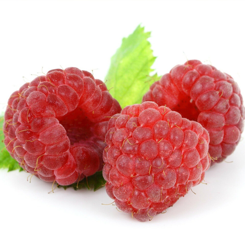 Sommerhimbeere 'Sanibelle'® C3 online bestellen und liefern lassen ...