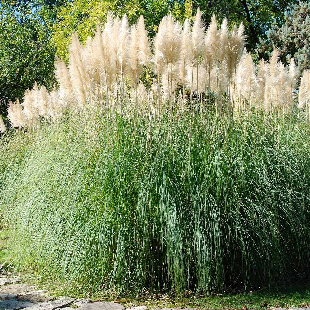 Hohes Gras Pflanzen