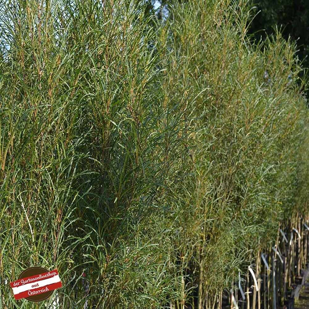 Geschlitzter Faulbaum 'Fine Line®' 80-100cm aus Österreich kaufen, 27,90