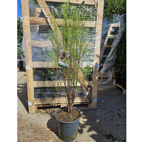 Geschlitzter Faulbaum 'Fine Line®' liefern lassen - GartenGarten Pfla ...