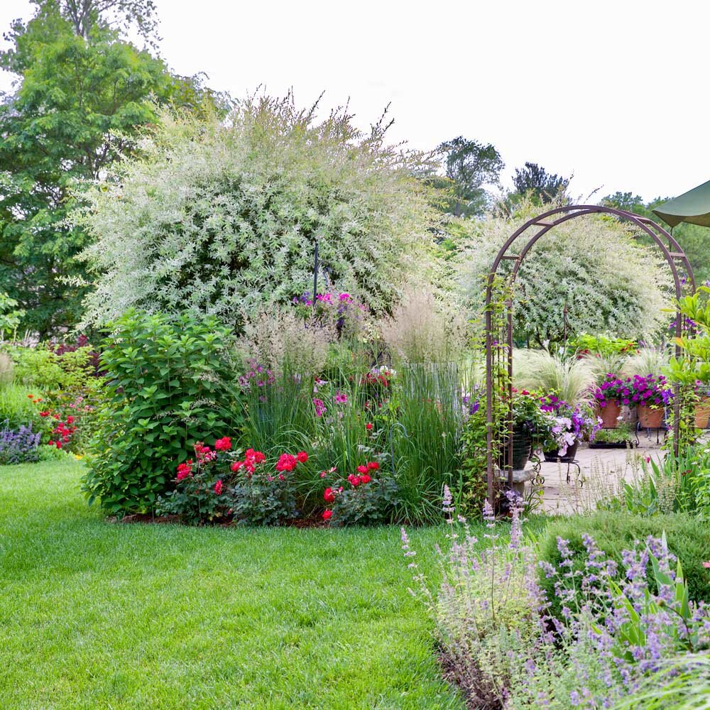 Harlekinweide 'Hakuro Nishiki' Hochstamm bestellen - GartenGarten Pfl ...