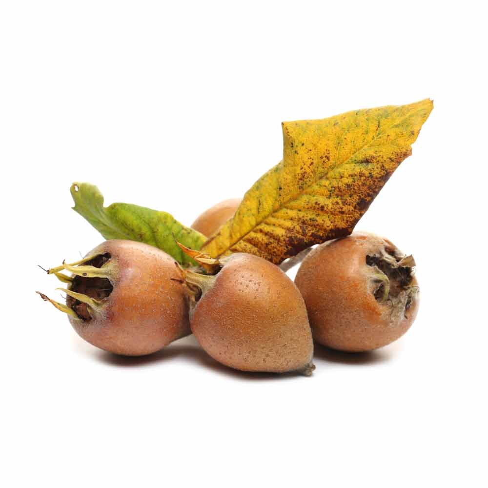 Echte Mispel (Mespilus germanica) – Winterharter Obstbaum mit essbare ...