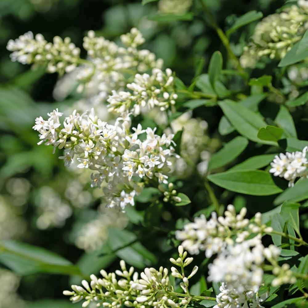 Ligustrum vulgare 'Atrovirens' – Wintergrüner Liguster für Hecken - G ...